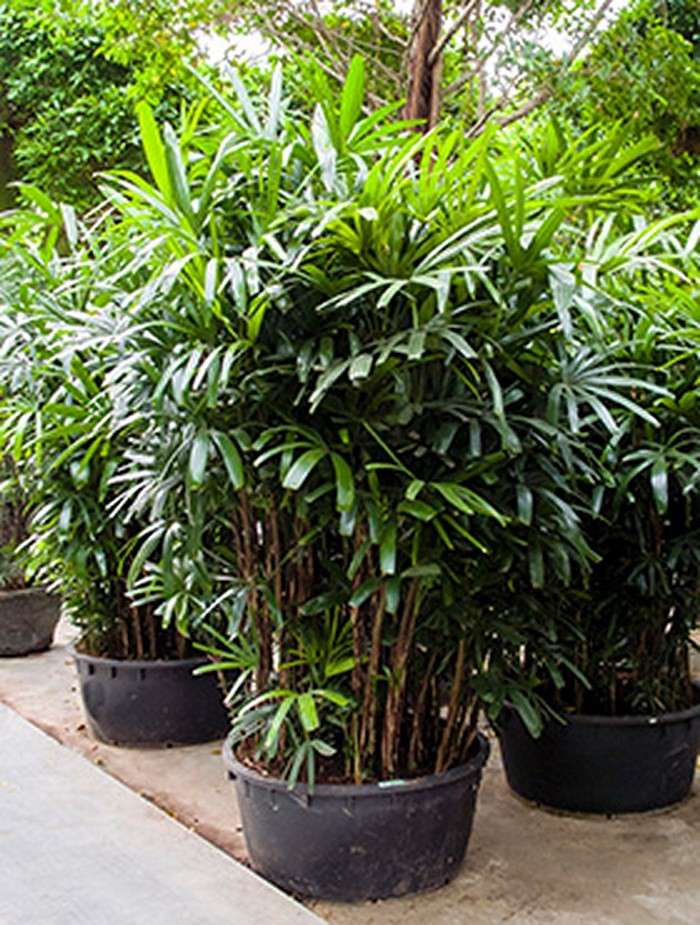 Rhapis-excelsa-280-cm | Palmenmarkt