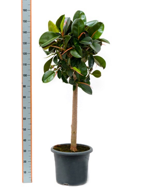 Ficus robusta 160 cm | Palmenmarkt